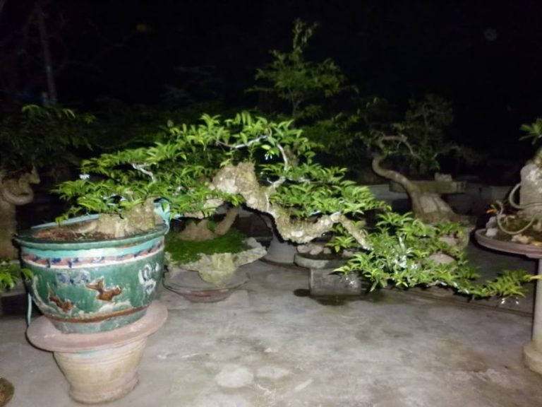 Tổng hợp các dáng cây bonsai ĐẸP NHẤT mọi thời đại 2025 - Nhà Máy Gỗ ...